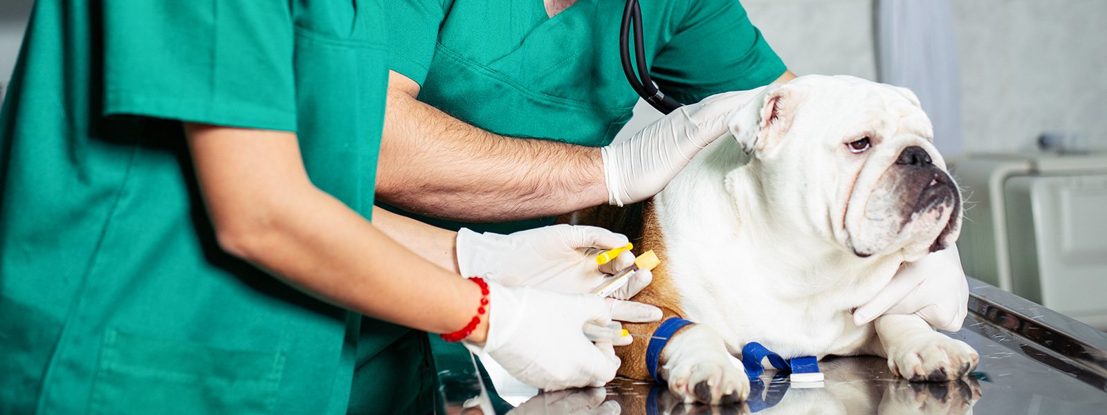 Orthopaedic Surgery - MASH | Melbourne Animal Specialist Hospital ...